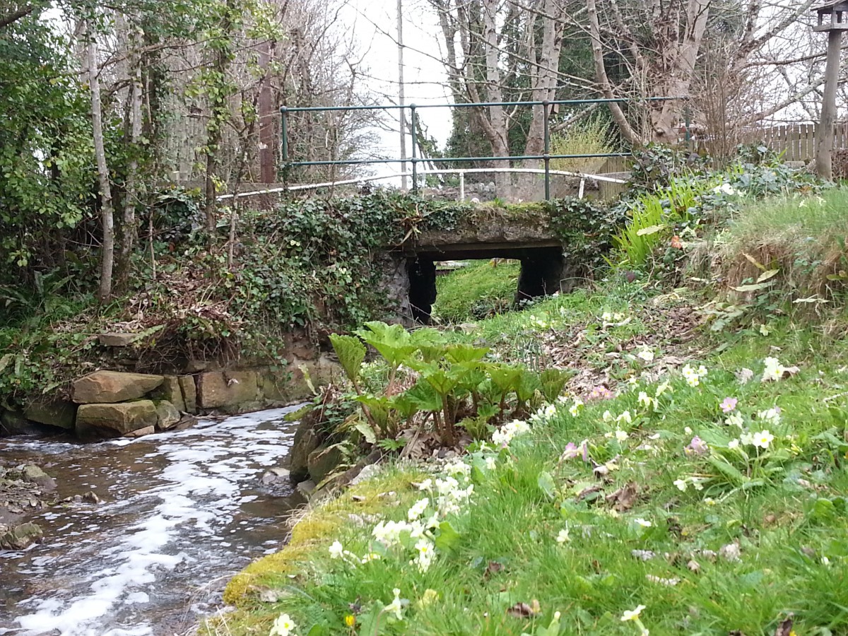 Spring flowers on our stream bank | Tehidy Holiday Park