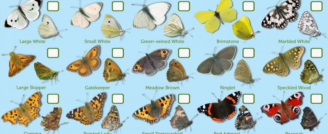 The Big Butterfly Count at Tehidy Holiday Park | Tehidy Holiday Park