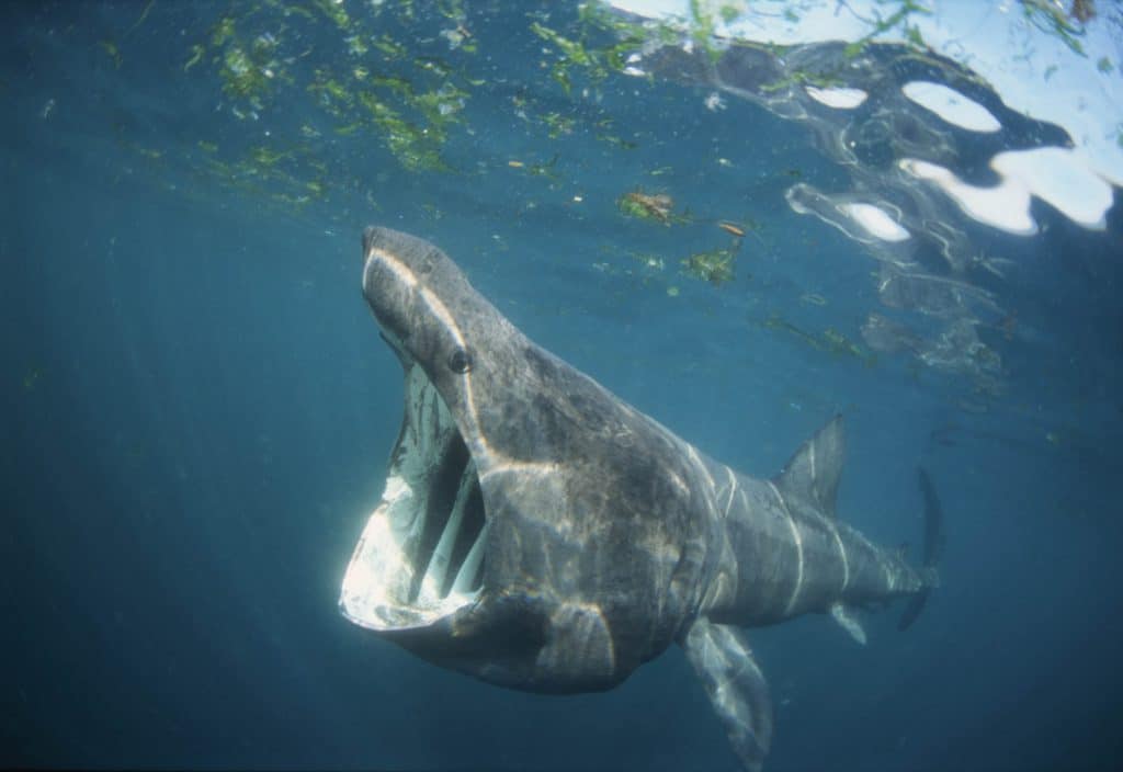 Basking Shark sightings | Tehidy Holiday Park