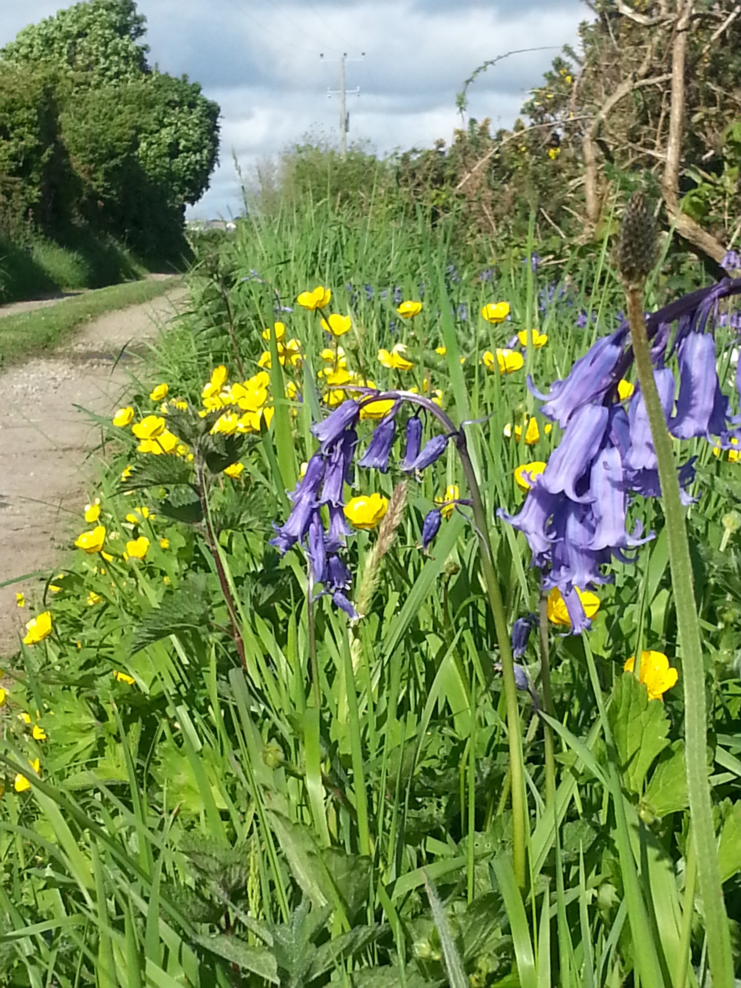 A gorgeous walk from Tehidy Holiday Park | Tehidy Holiday Park