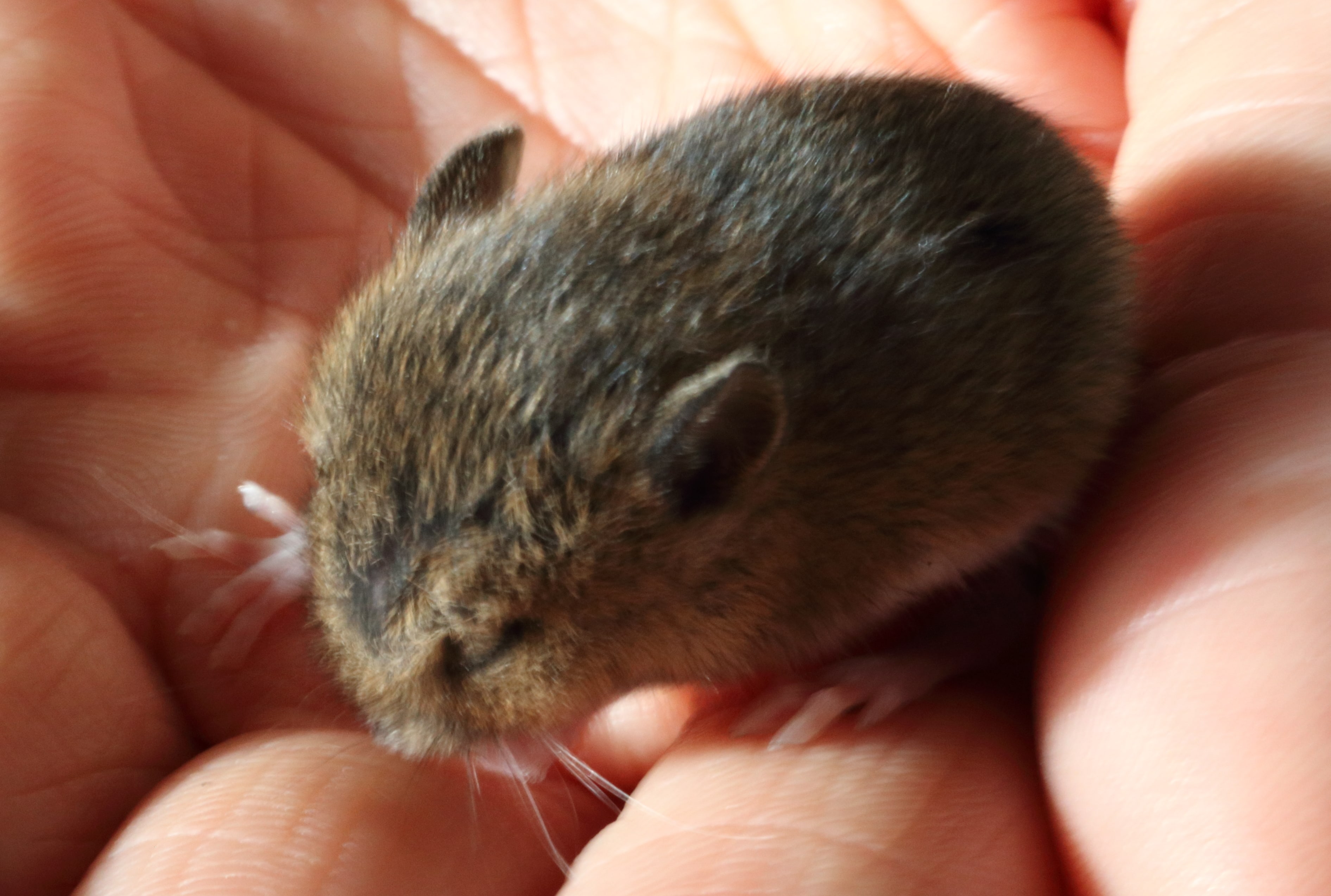 Baby wood mouse cute alert | Tehidy Holiday Park