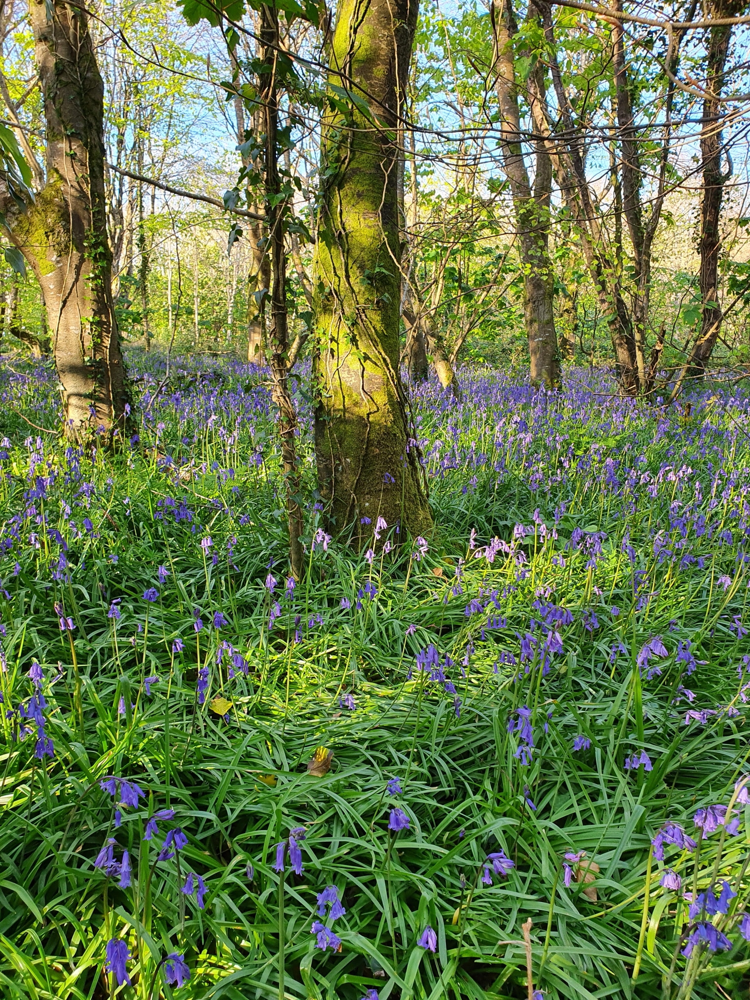 Bluebells in Tehidy Woods | Tehidy Holiday Park