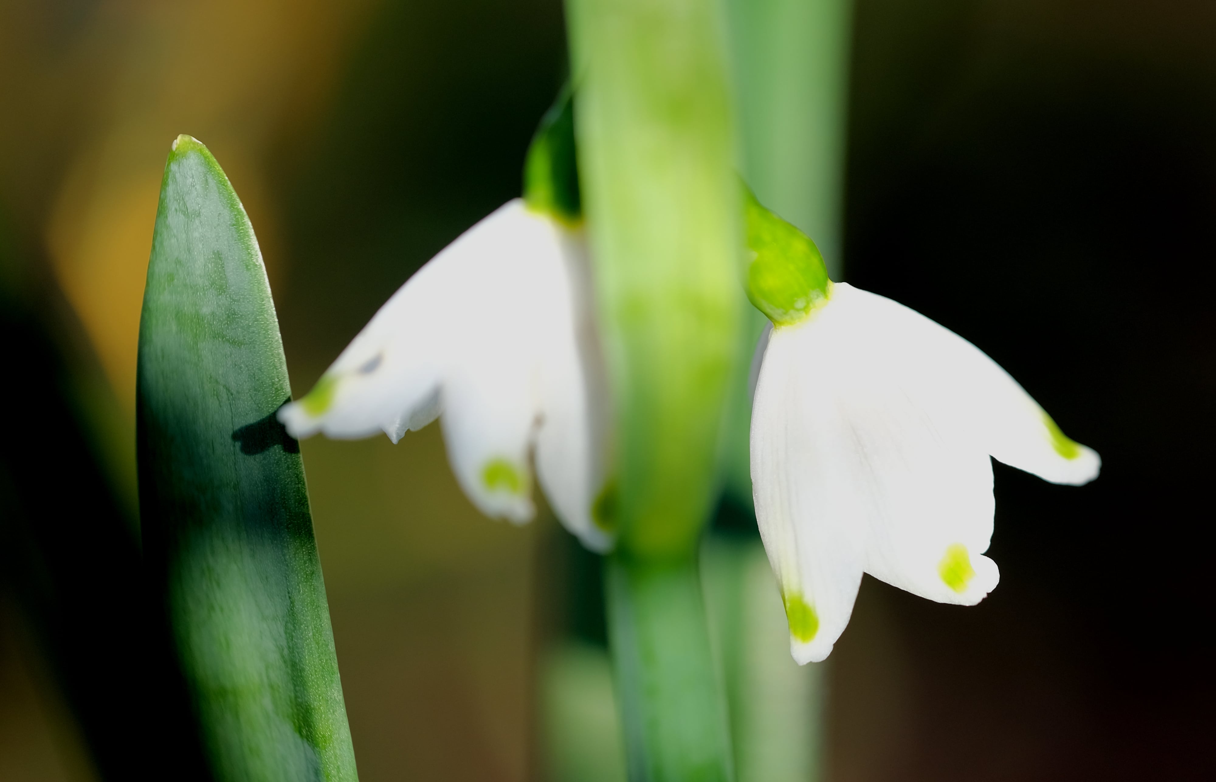 Signs of Spring in Cornwall | Tehidy Holiday Park
