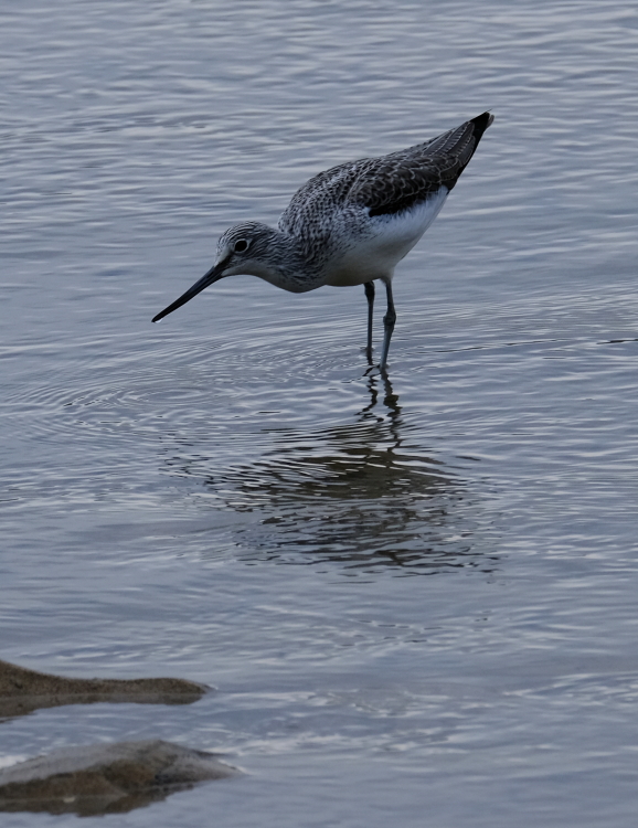 Hayle Estuary RSPB Reserve bird sightings in Cornwall | Tehidy Holiday Park